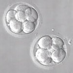 No Fertilization? Why Eggs Don’t Fertilize and What We Can Do