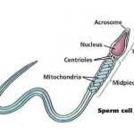 Does the shape of the sperm (morphology) matter?